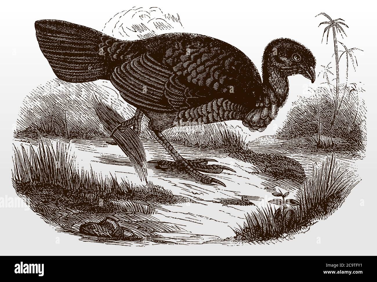 Australian bush turkey Stock Vector Images - Alamy