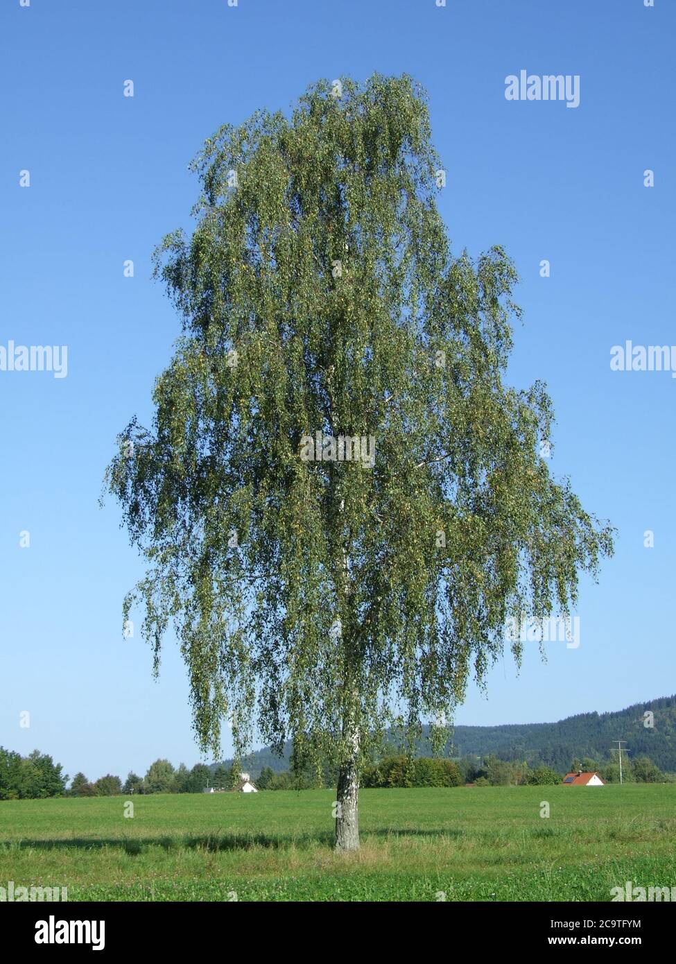 Immature birch tree hi-res stock photography and images - Alamy