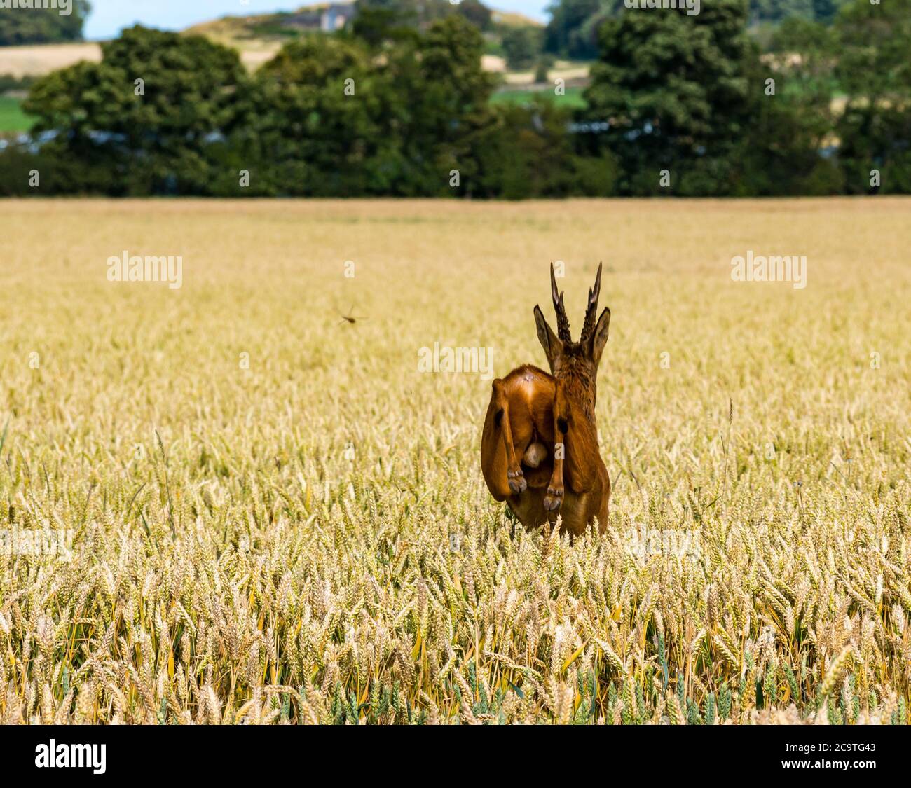 Stag leap hi-res stock photography and images - Alamy