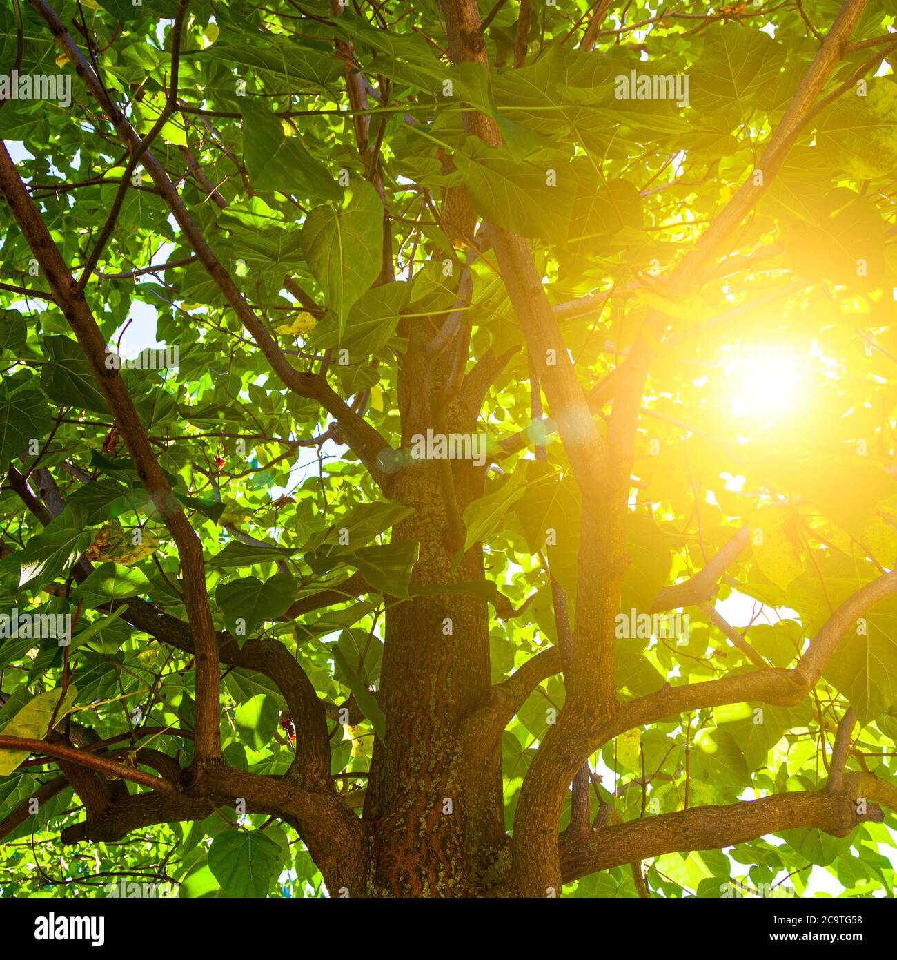 Sun shines through the branches of a tree. Summer landscape Stock Photo ...