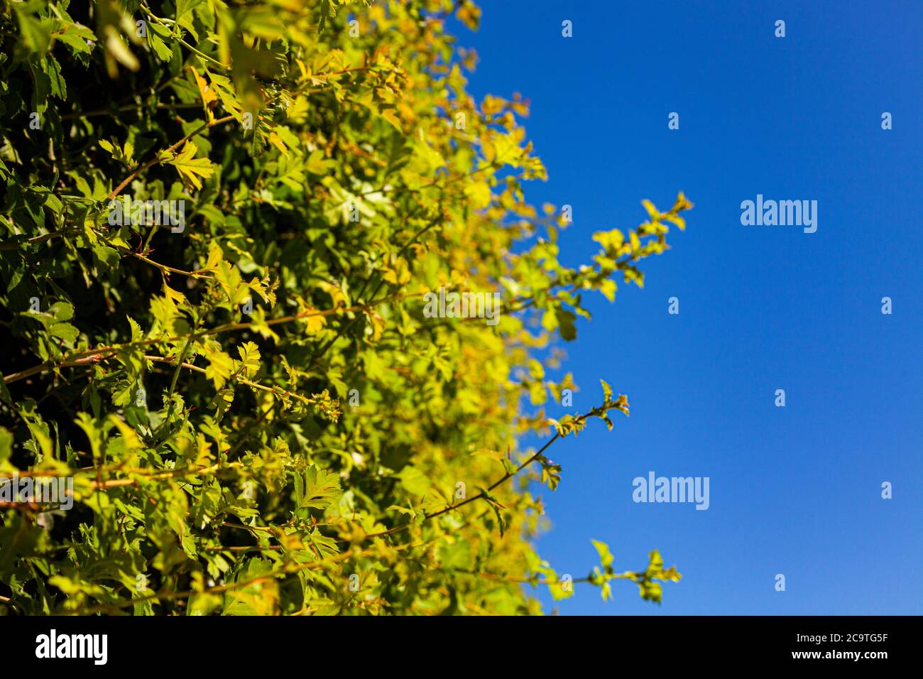 Green bush against the sky. Summer park Stock Photo - Alamy