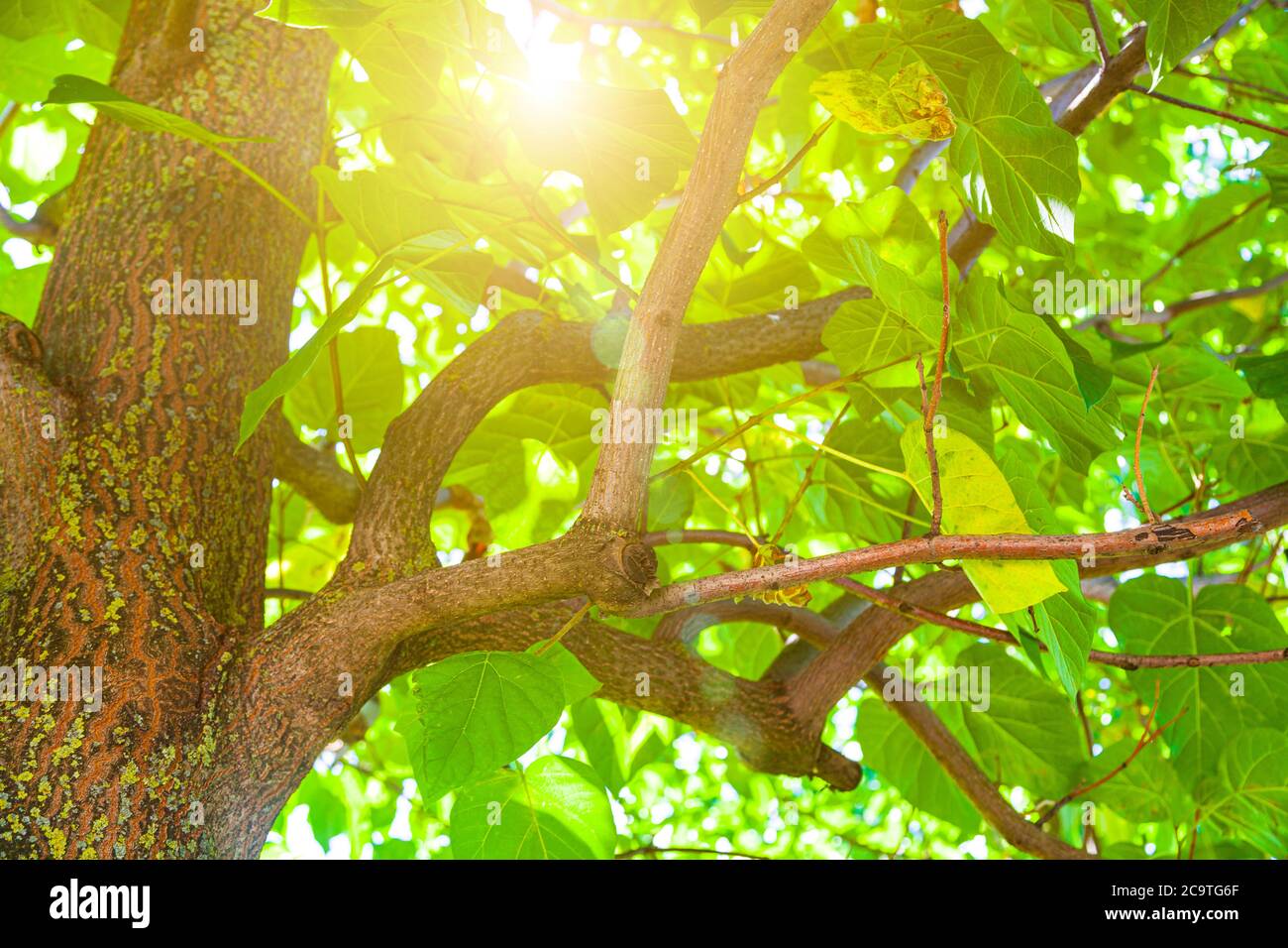 Sun shines through the branches of a tree. Summer landscape Stock Photo ...