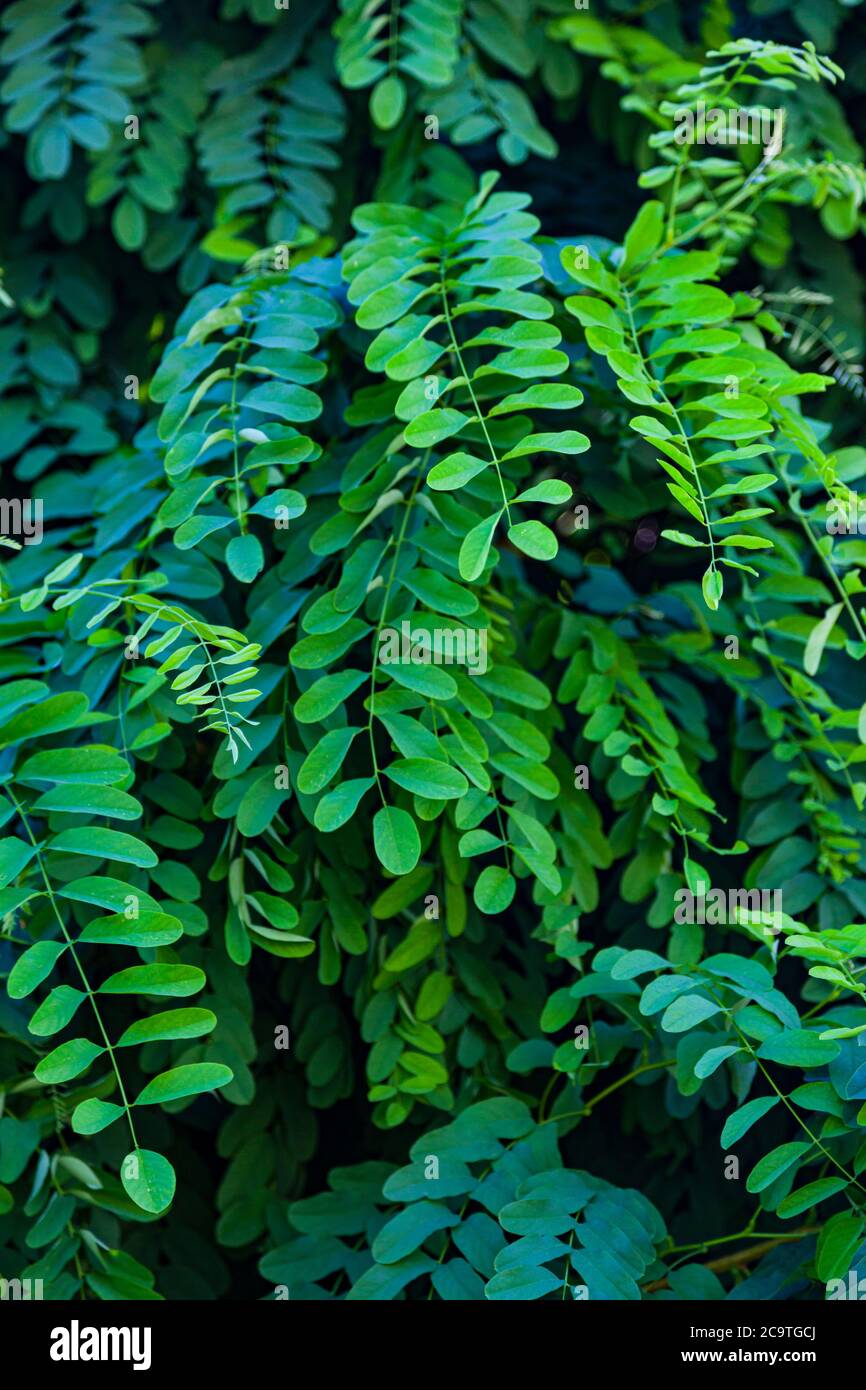 Acacia leaves close up. Vegetable background Stock Photo - Alamy
