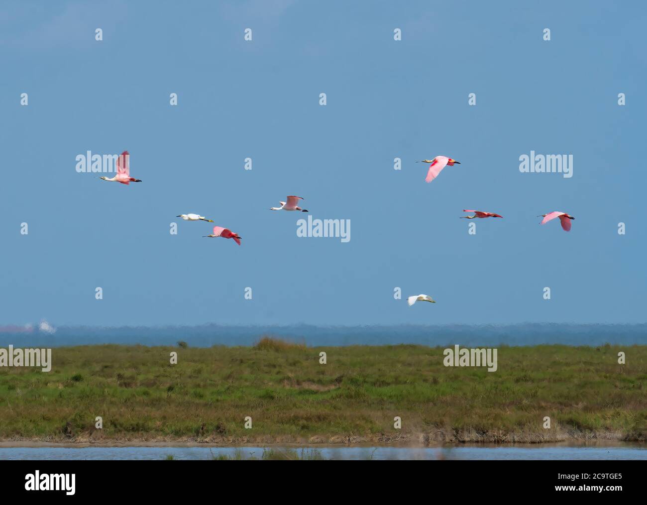 Texas gulf coast birds hi-res stock photography and images - Alamy