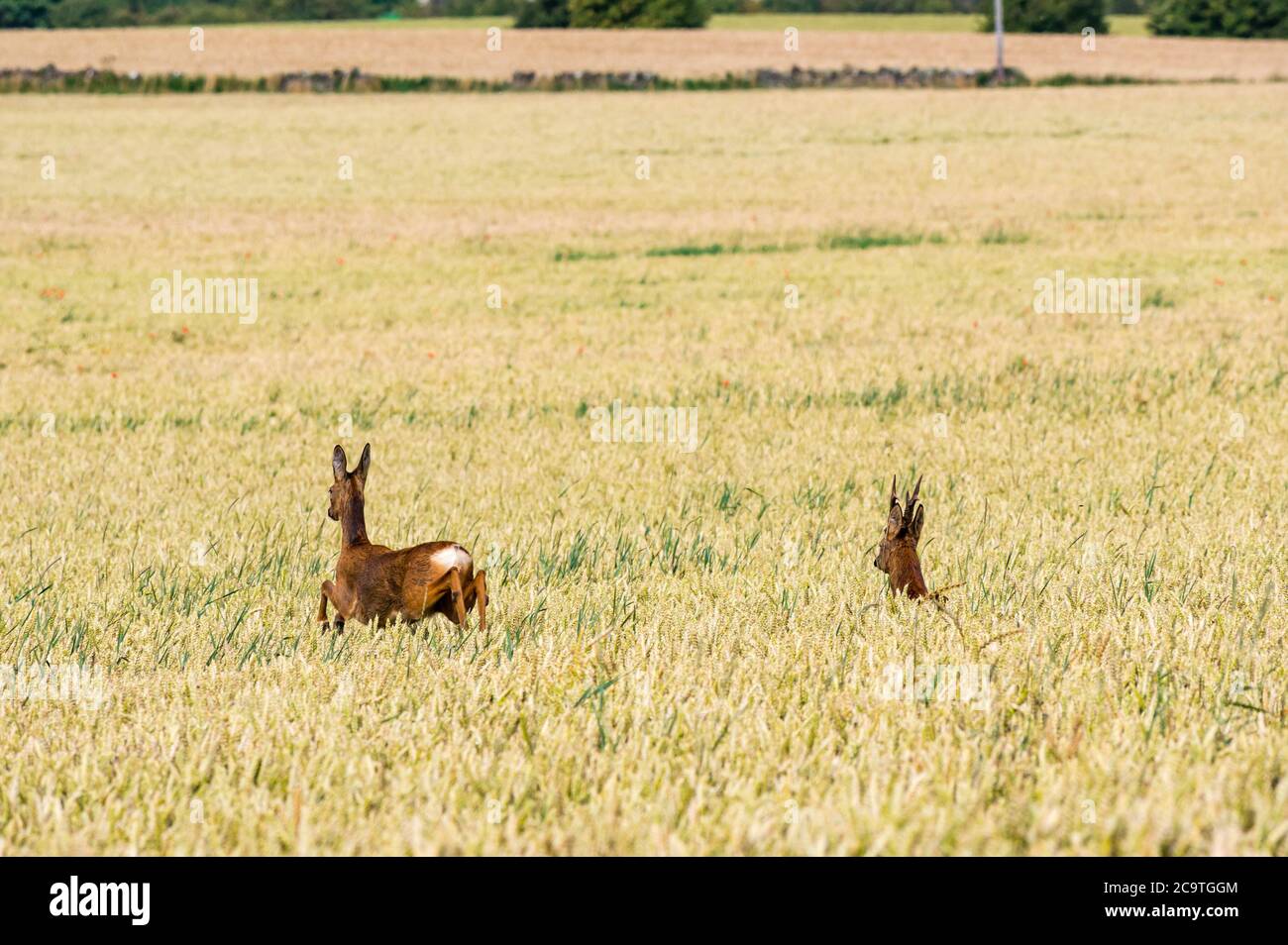 Female roe deer uk hi-res stock photography and images - Alamy