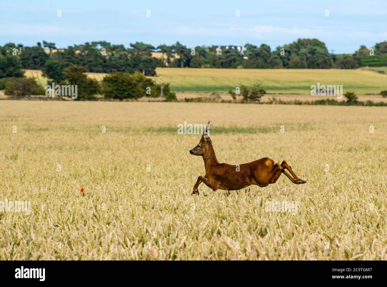 Stag field hi-res stock photography and images - Alamy