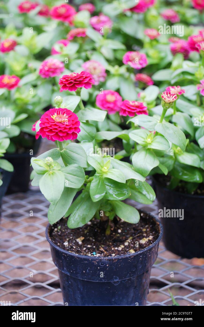 Zinnia growing in a pot with a shallow focus, dwarf zinnia flowers ...