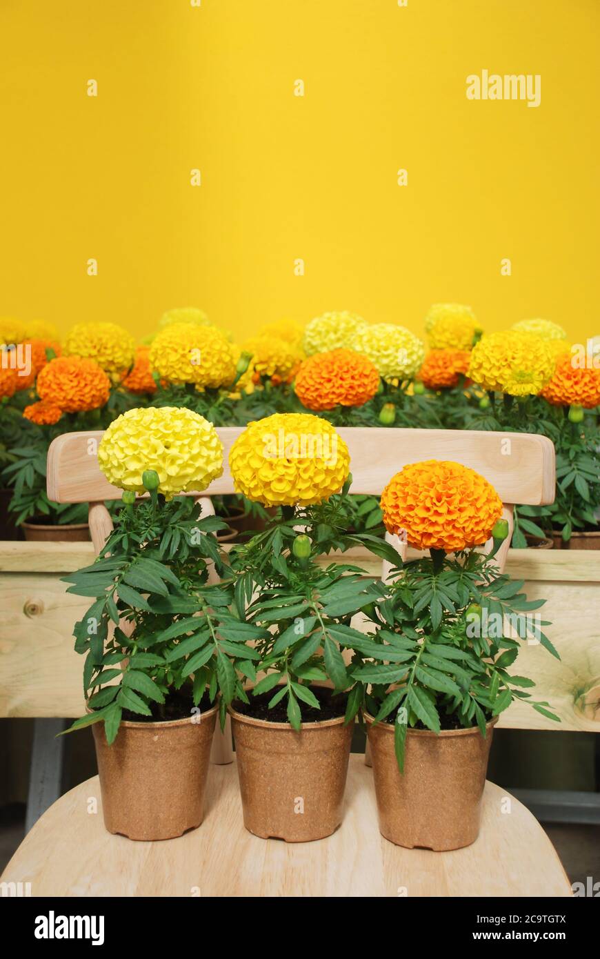 Marigolds Mixed Color (Tagetes erecta, Mexican marigold, Aztec marigold ...