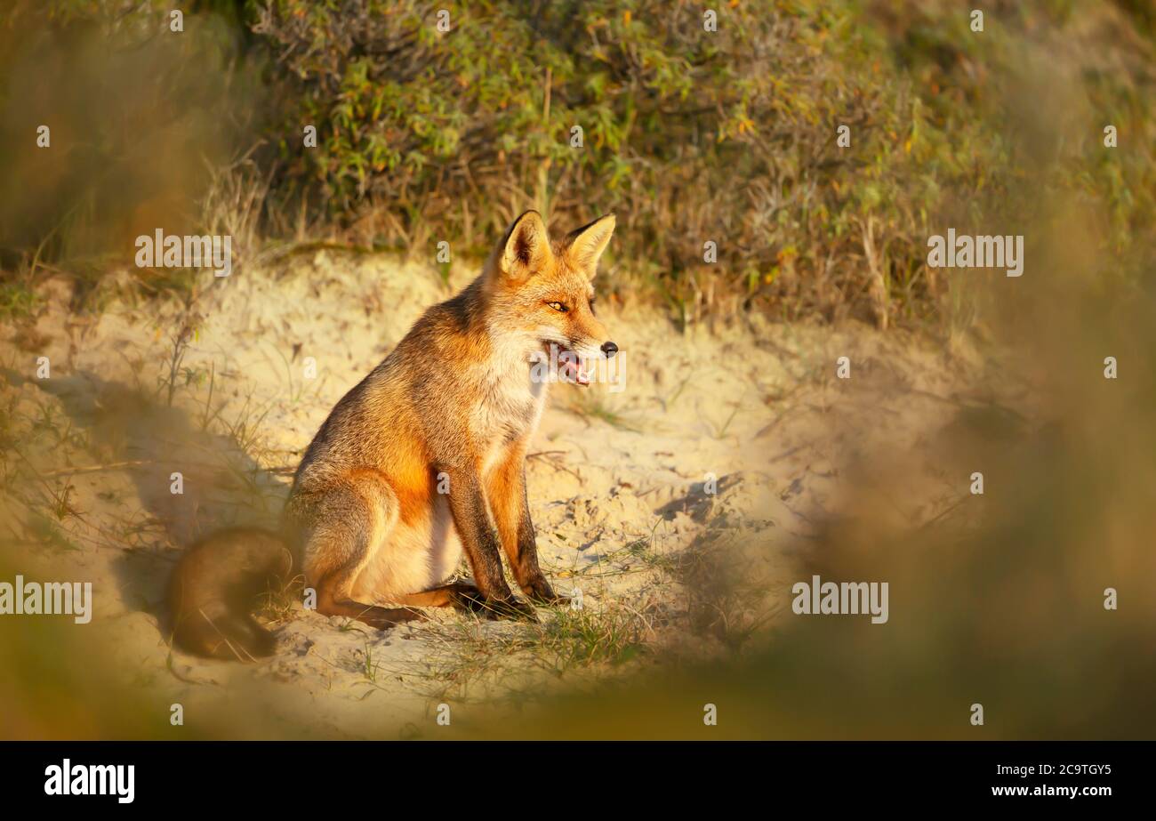 Red foxes cute hi-res stock photography and images - Alamy