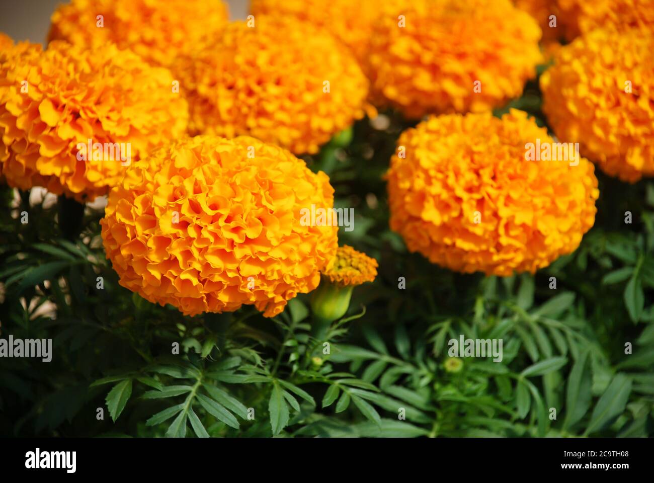 Marigolds Orange Color (Tagetes erecta, Mexican marigold, Aztec ...