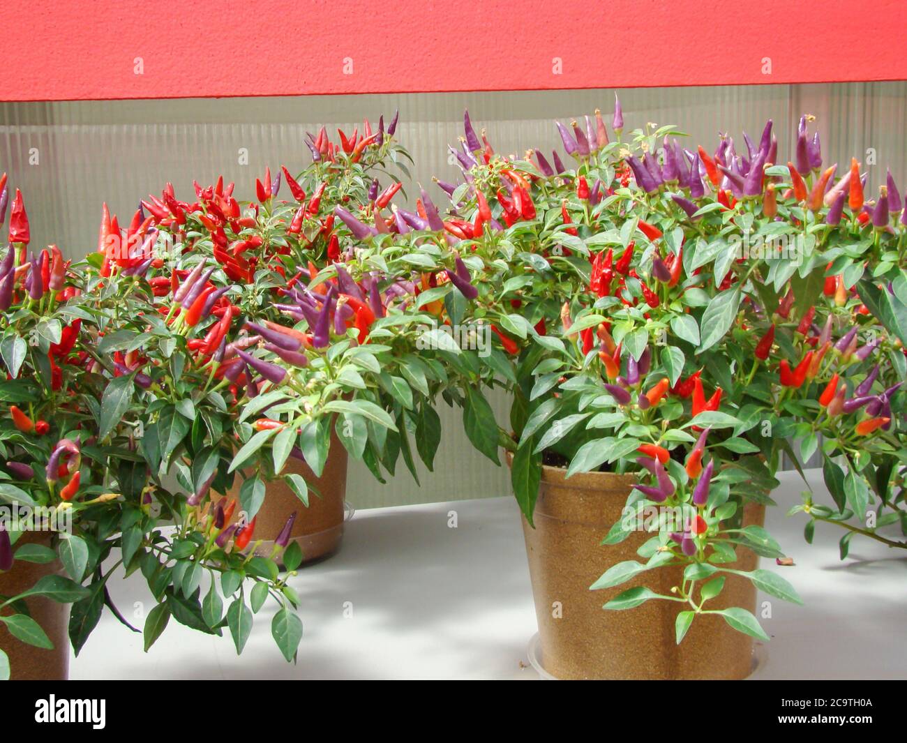 Ornamental pepper (dwarf pepper, Capsicum annuum), potted pepper ...