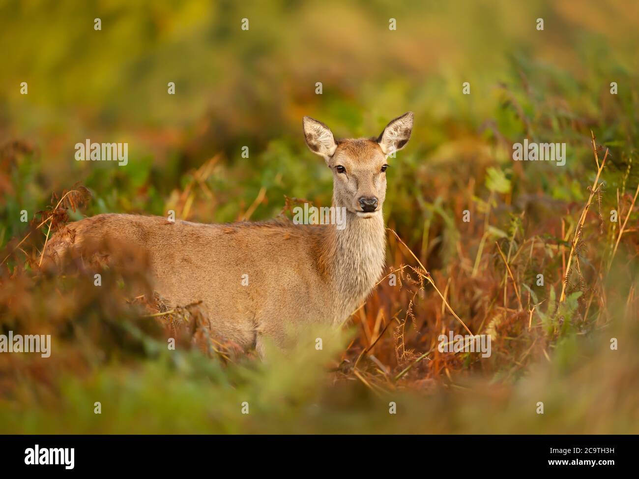 Close Up Red Deer Hind High Resolution Stock Photography and Images - Alamy