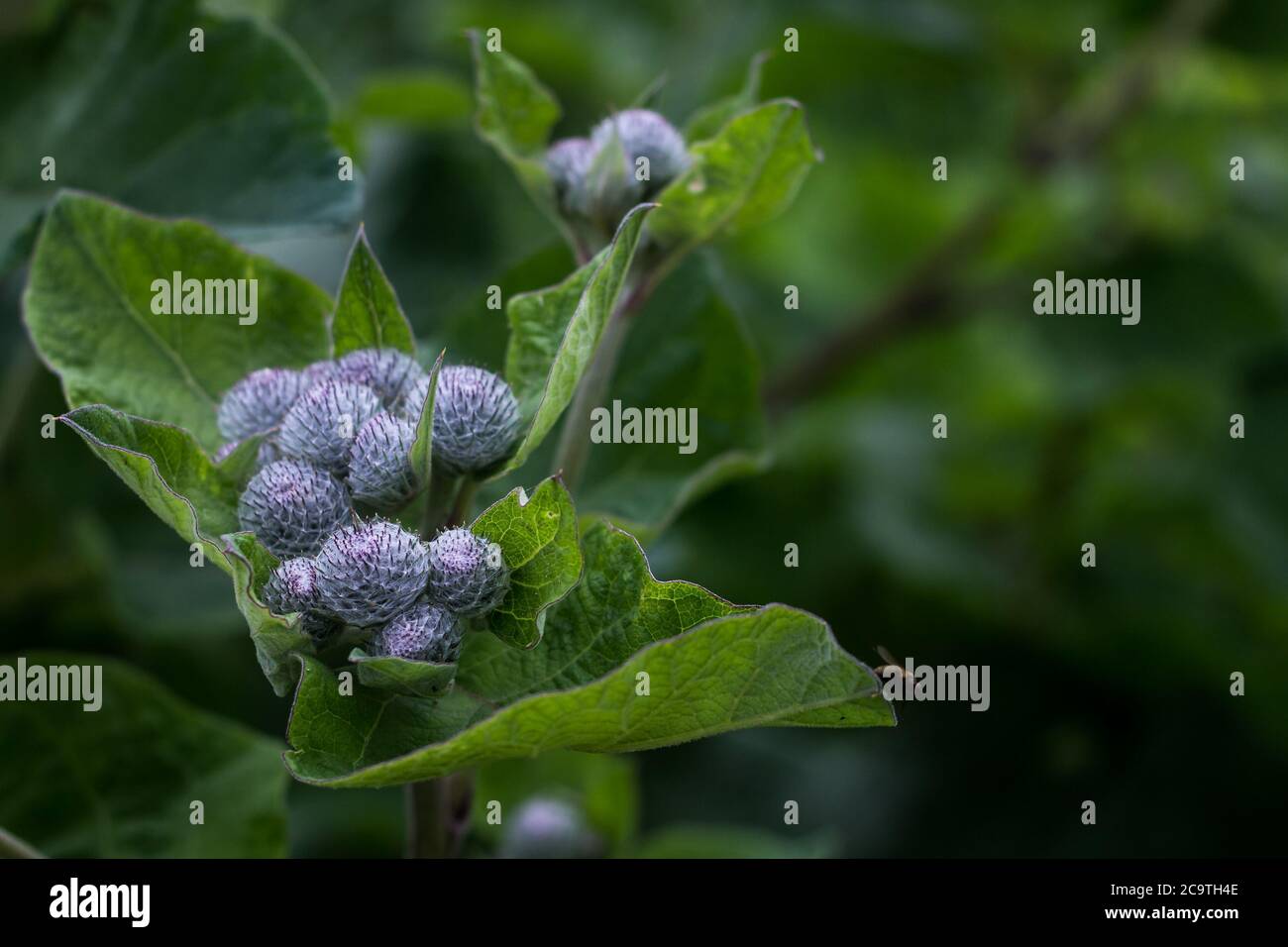 Spiny weed thorny hi-res stock photography and images - Alamy