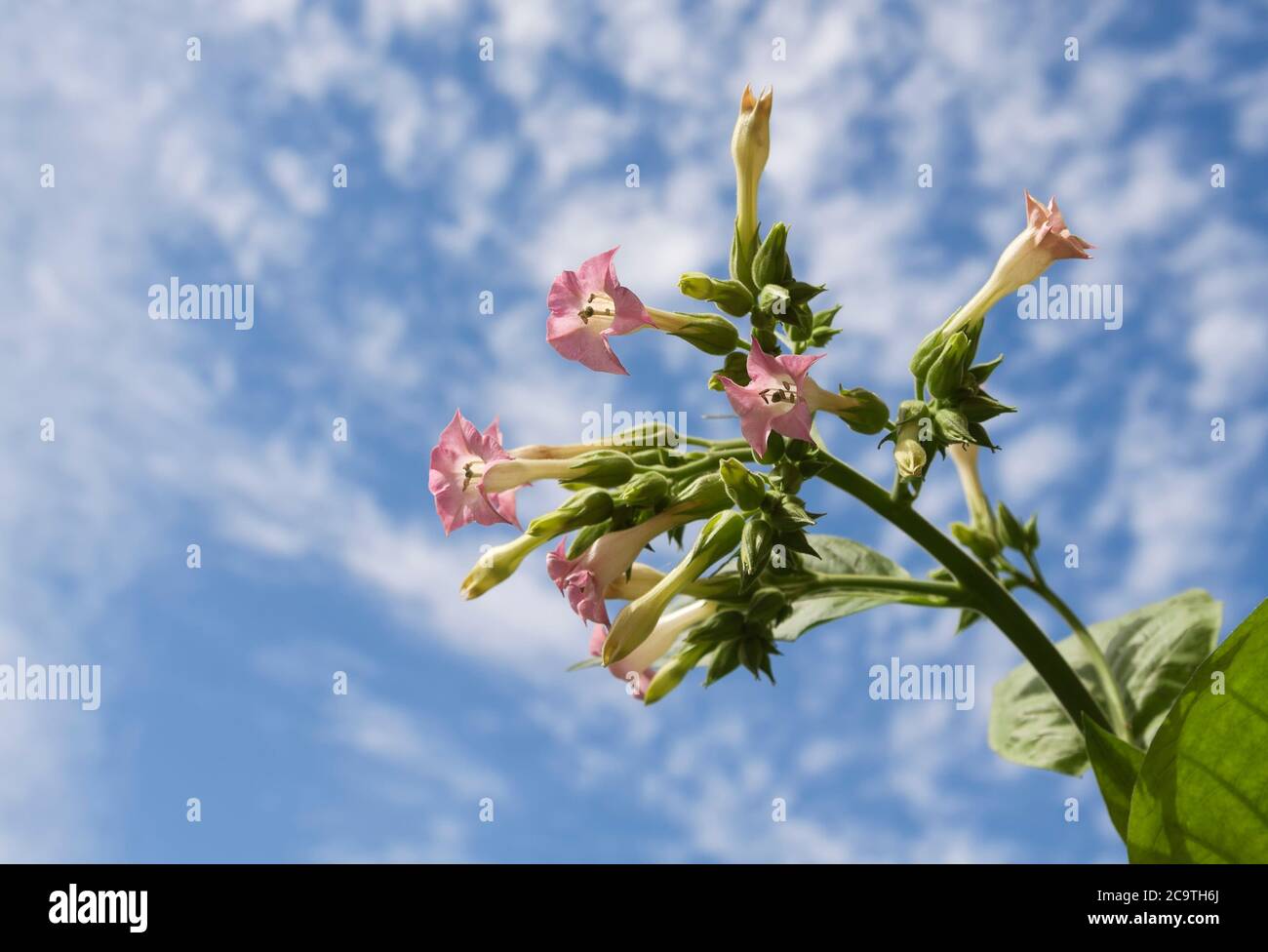 Nicotiana Flower Plant Pink High Resolution Stock Photography and ...
