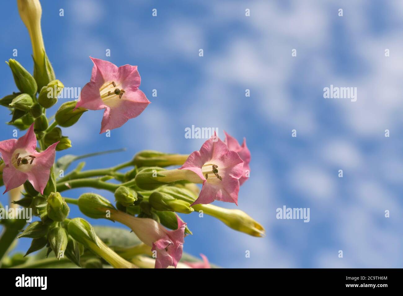 Nicotiana Flower Plant Pink High Resolution Stock Photography and ...