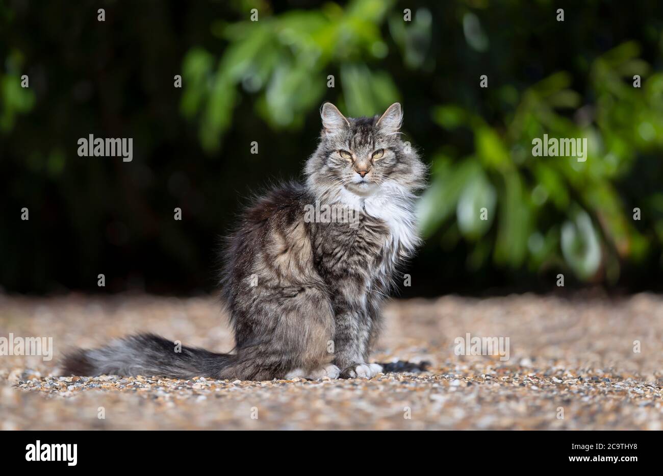 Grey hair close up hi-res stock photography and images - Alamy