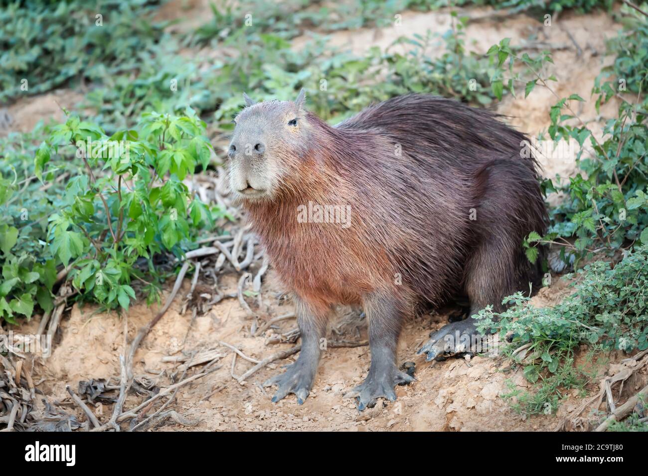 Capybara On Beach High Resolution Stock Photography and Images - Alamy