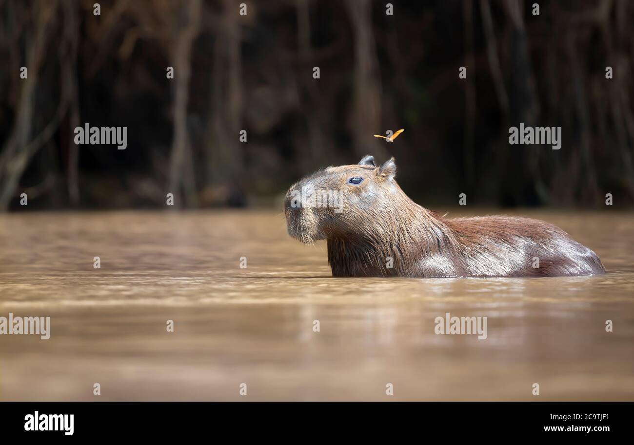 Capybara in a river hi-res stock photography and images - Alamy