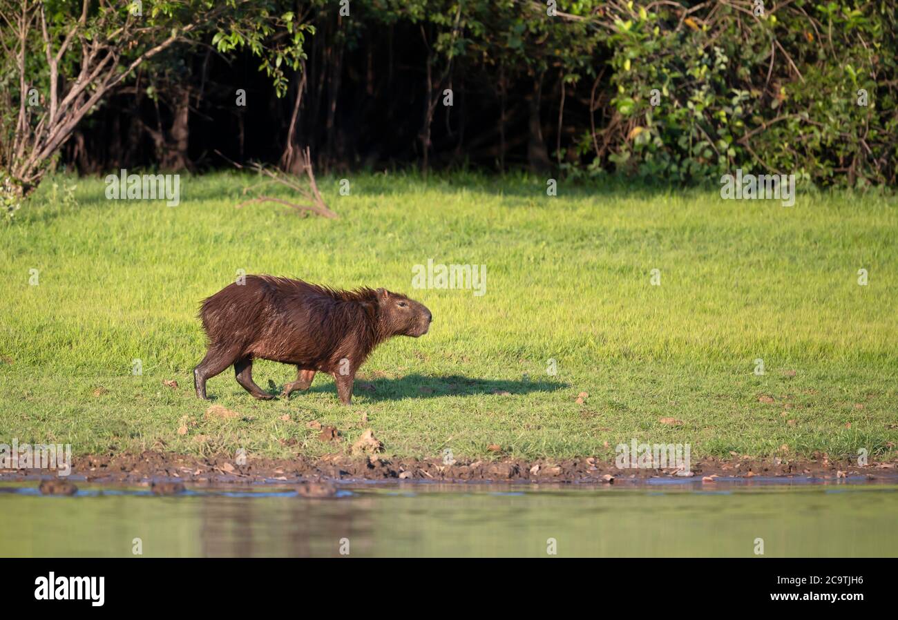 Close up of a Capybara walking on grass by a river bank, South Pantanal ...