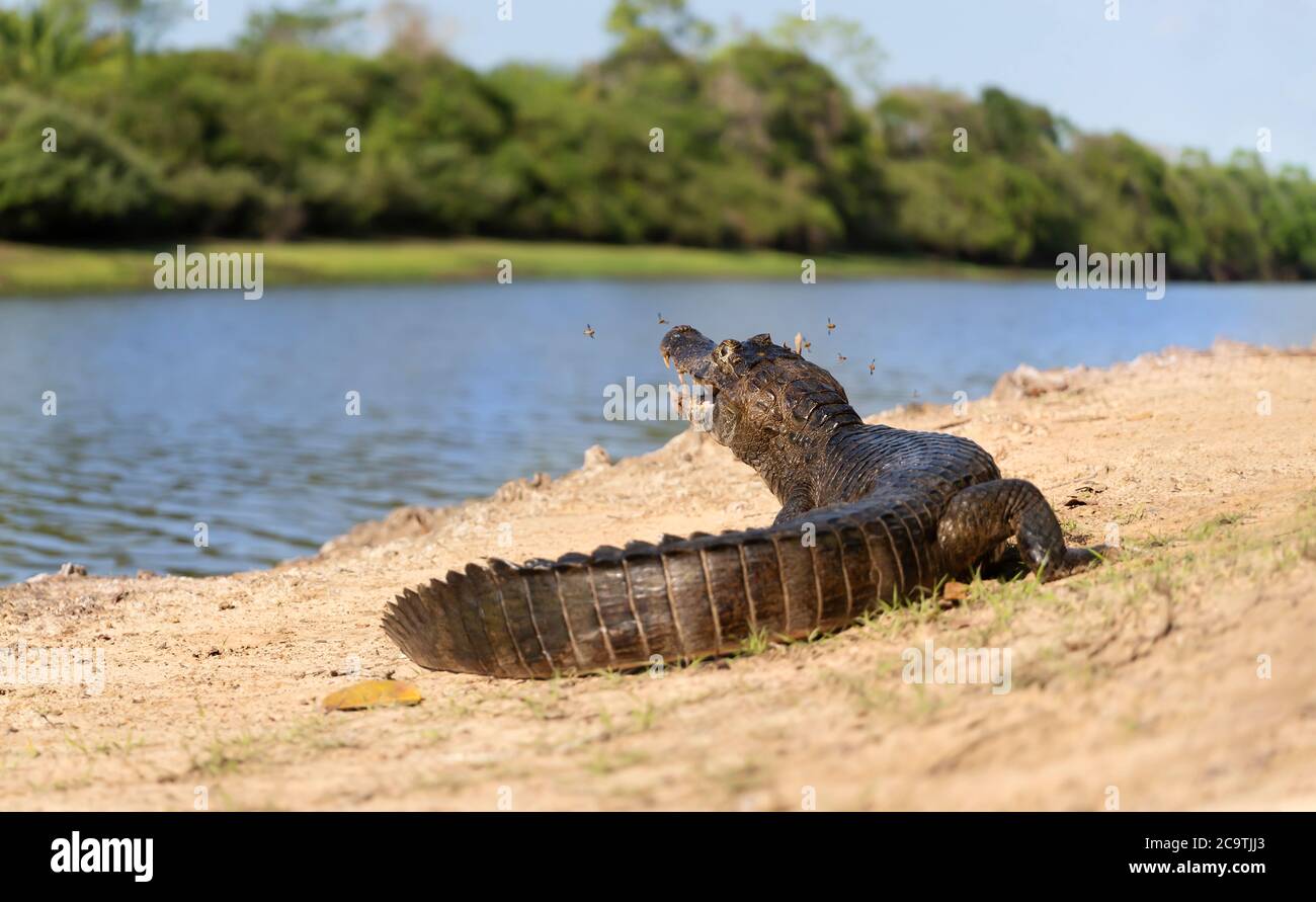 Alligator Walking High Resolution Stock Photography and Images - Alamy
