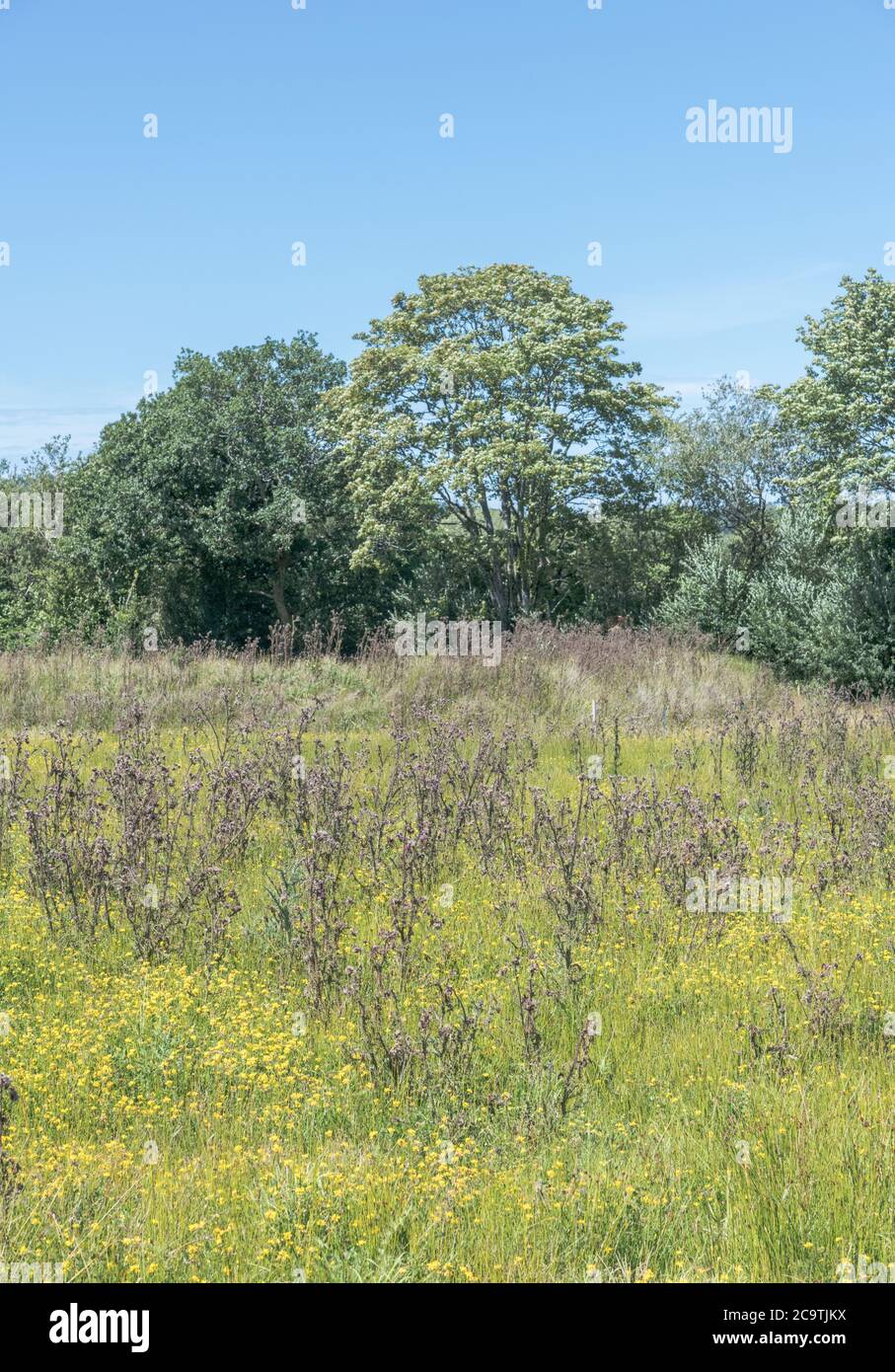 Mass of flowering Marsh Thistle / Cirsium palustre in field. Prepared ...