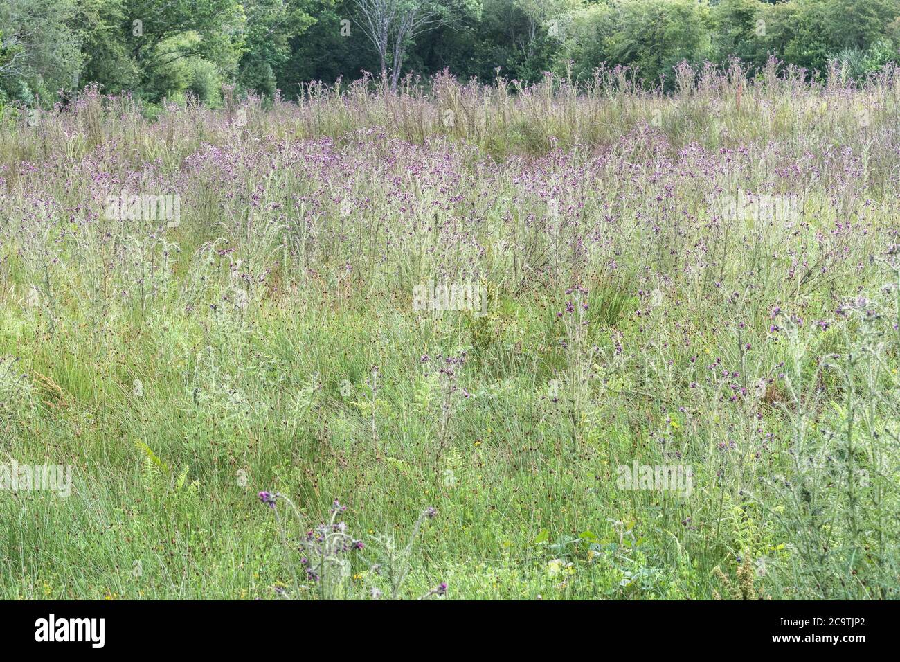 Mass of flowering Marsh Thistle / Cirsium palustre in field. Prepared ...