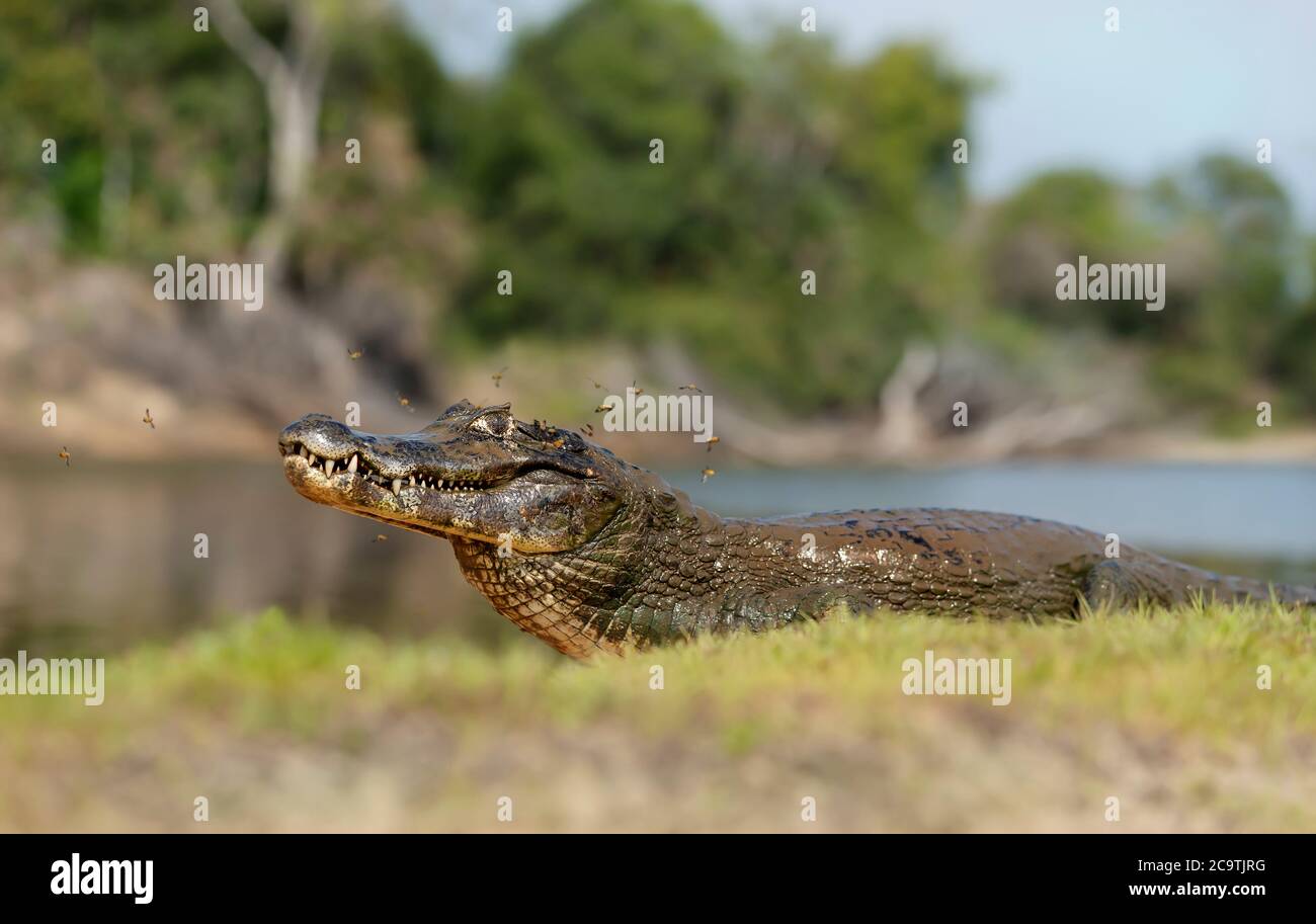 Close up of a Yacare caiman (Caiman yacare) on a river bank, South ...