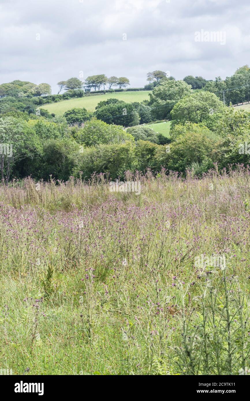 Mass of flowering Marsh Thistle / Cirsium palustre in field. Prepared ...