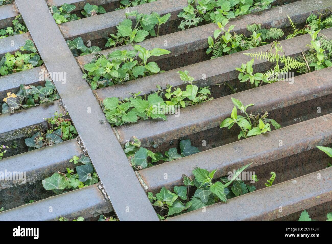 Rusty rural cattle grid with common weeds & nettles growing through the ...