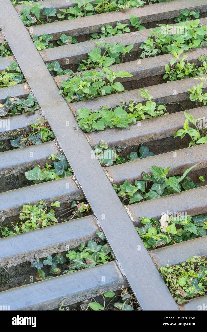 Rusty rural cattle grid with common weeds & nettles growing through the ...