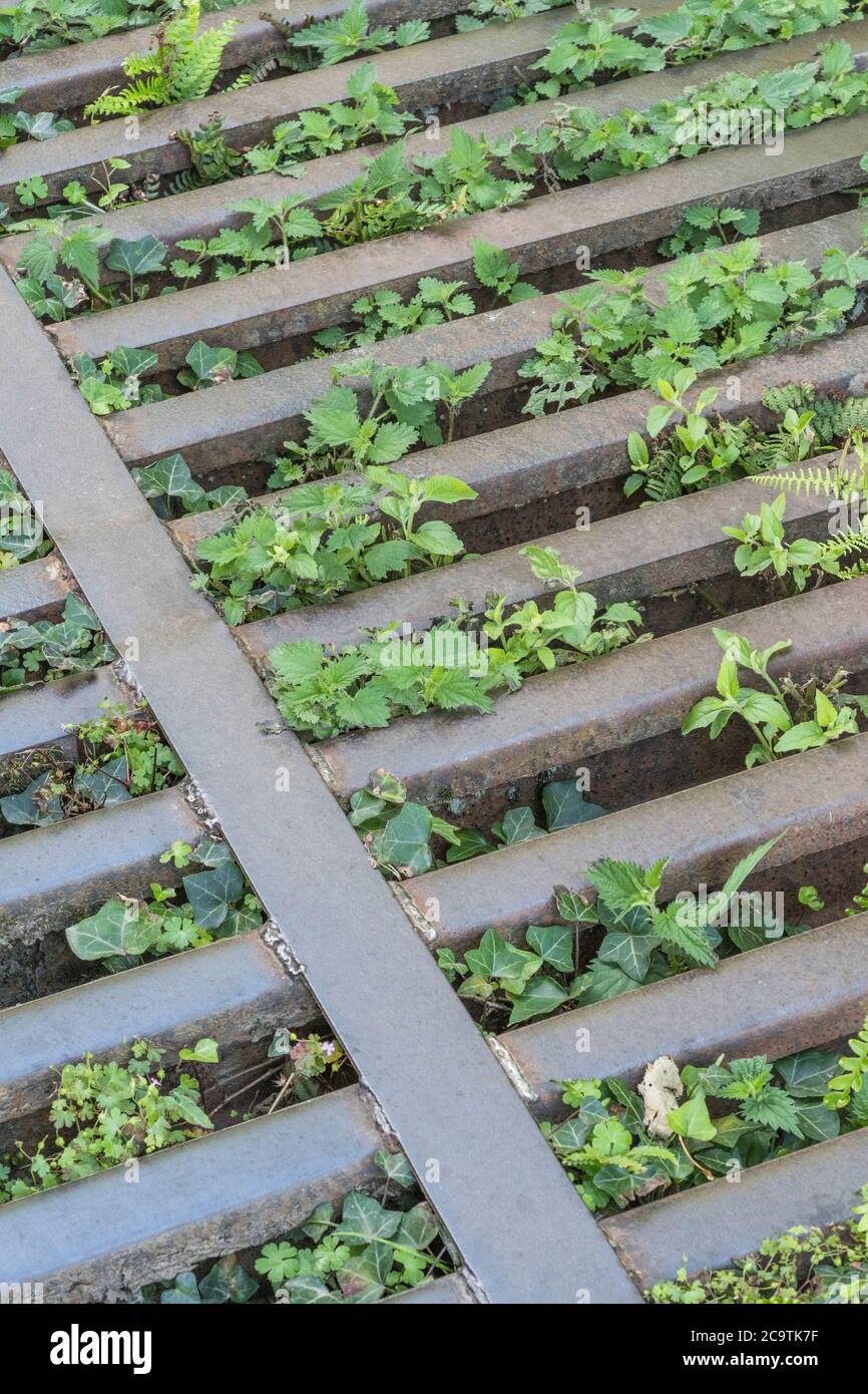 Rusty rural cattle grid with common weeds & nettles growing through the ...