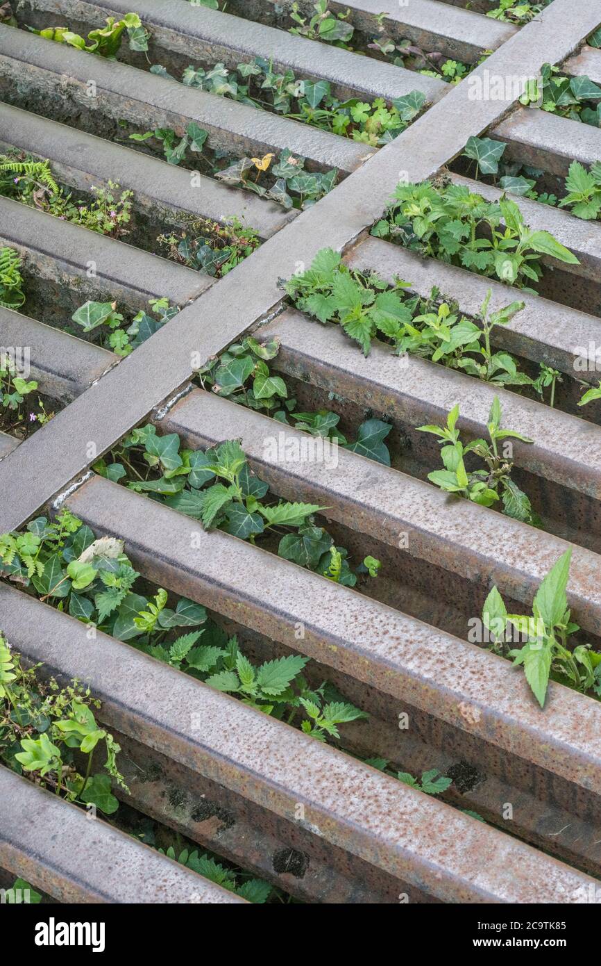 Rusty rural cattle grid with common weeds & nettles growing through the ...