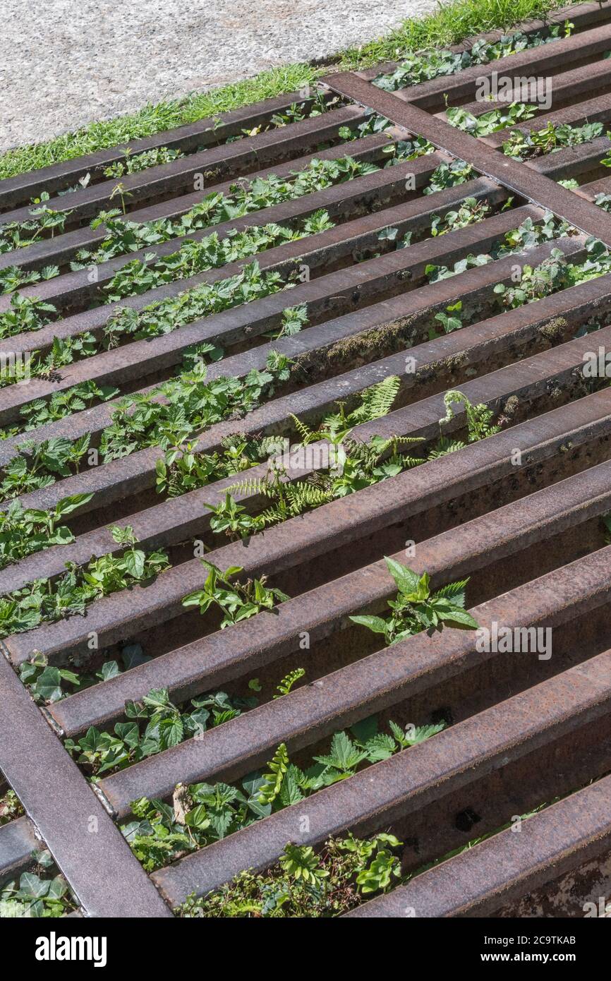 Rusty rural cattle grid with common weeds & nettles growing through the ...