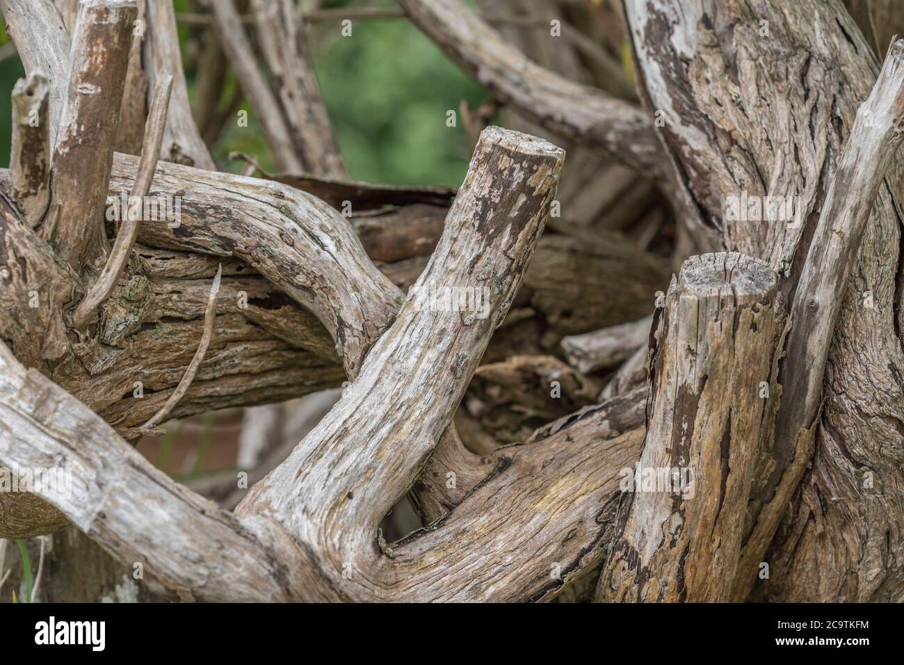 Knotted branches hi-res stock photography and images - Alamy
