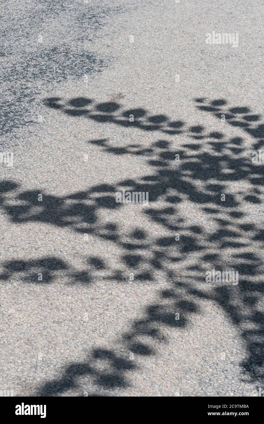 Almost monochromatic image of sun dappled overhanging leaf shadows on a ...