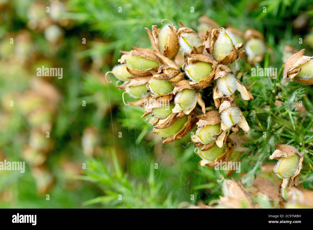 Ulex europaeus pod hi-res stock photography and images - Alamy