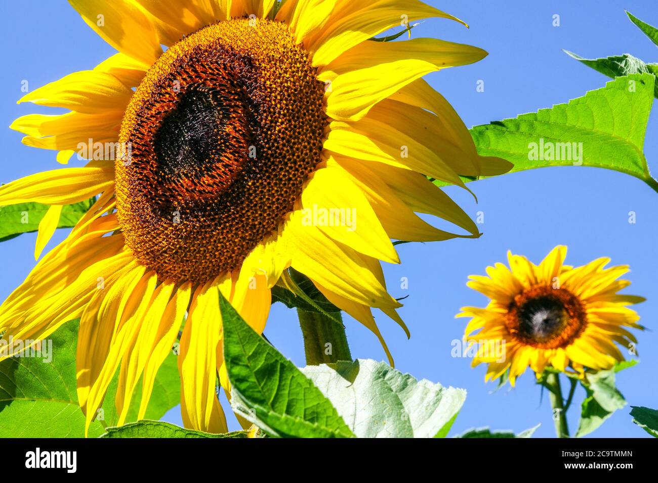 Blue sky with sunflower hi-res stock photography and images - Alamy