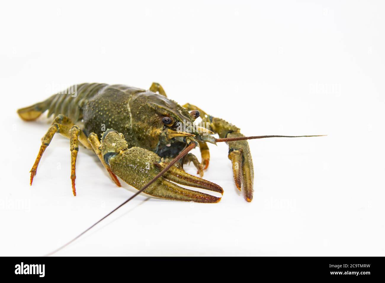 Lobster power hi-res stock photography and images - Alamy
