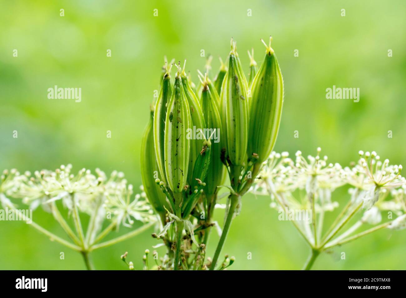 Sweet Cicely (myrrhis odorata), close up of developing seed pods ...