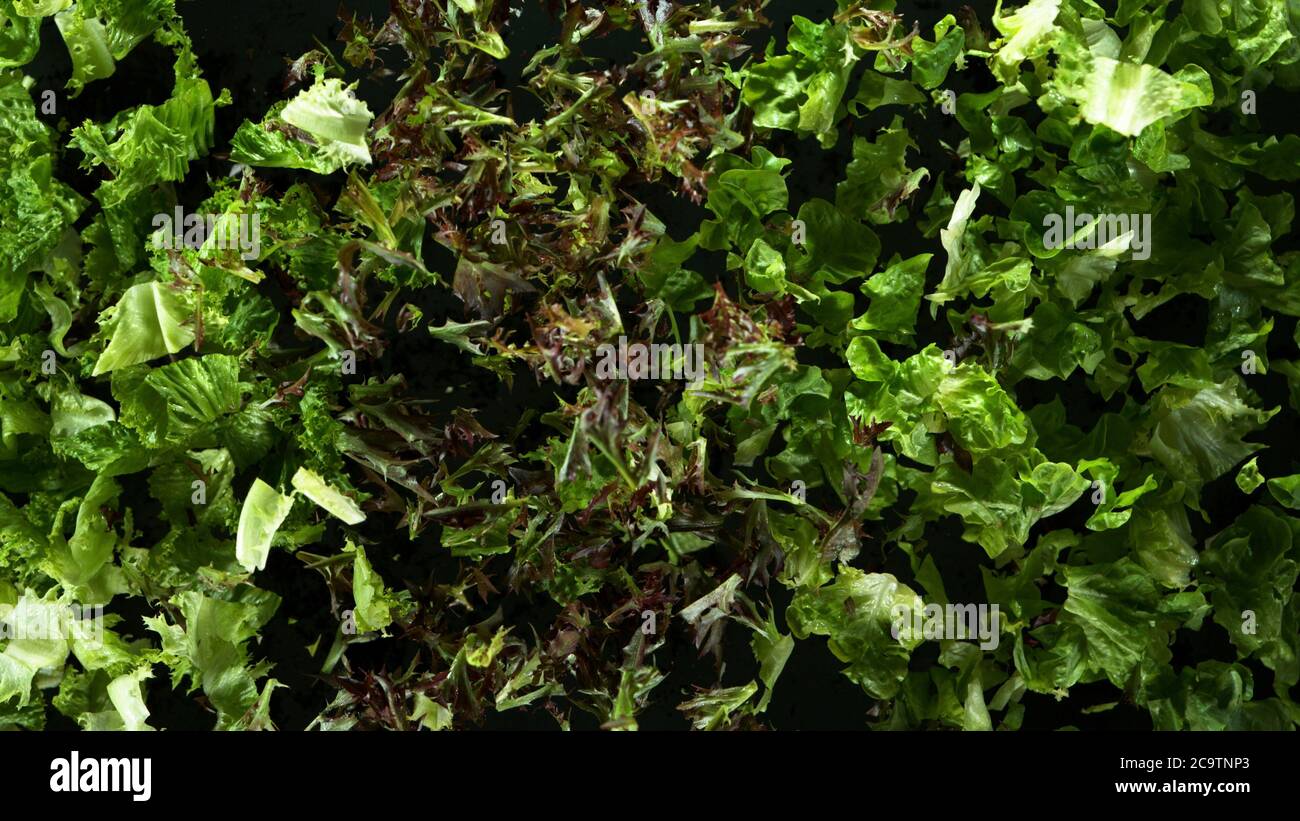 Freeze motion of flying fresh lettuce mix, isolated on black background ...