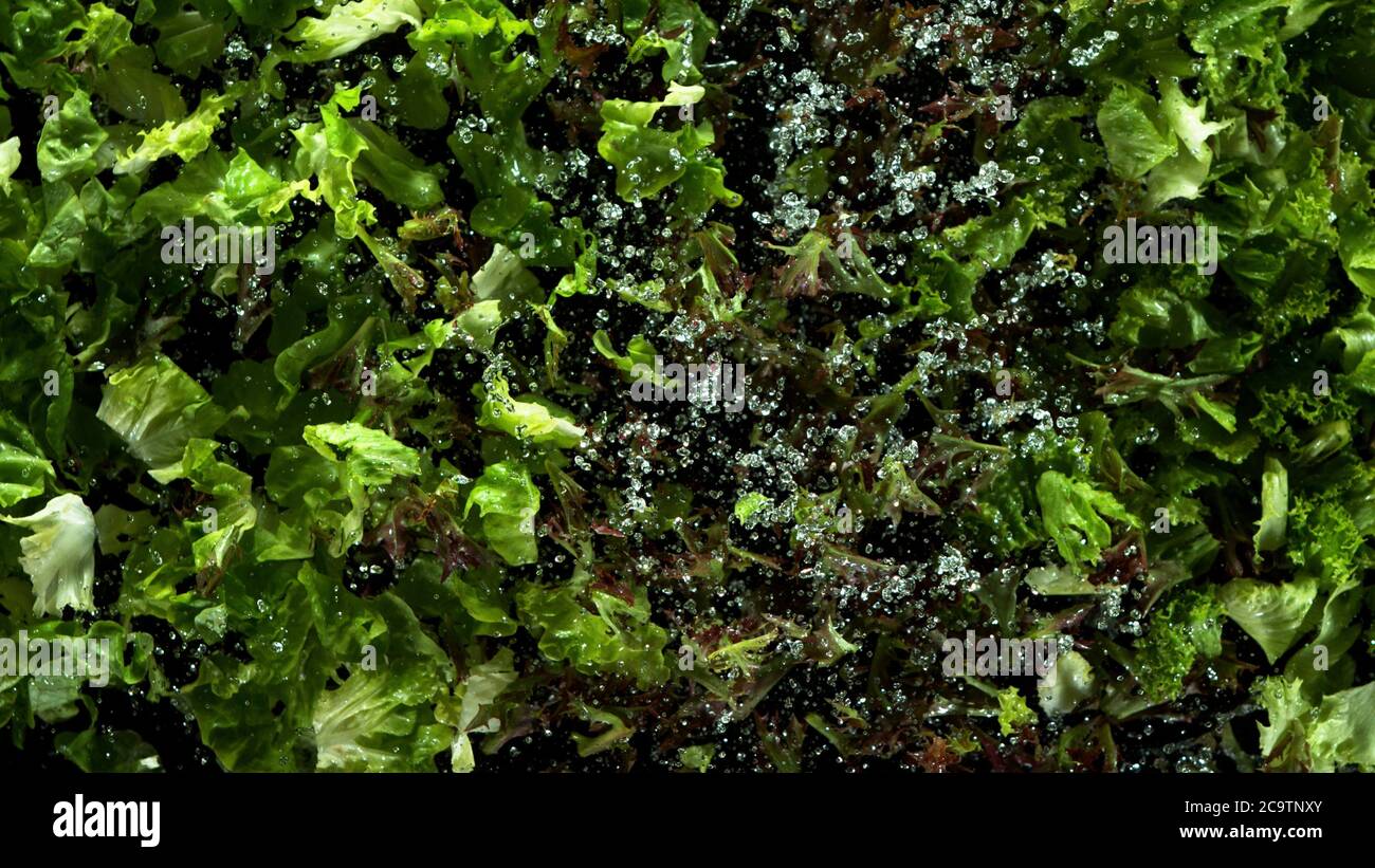 Freeze motion of flying fresh lettuce mix, isolated on black background ...