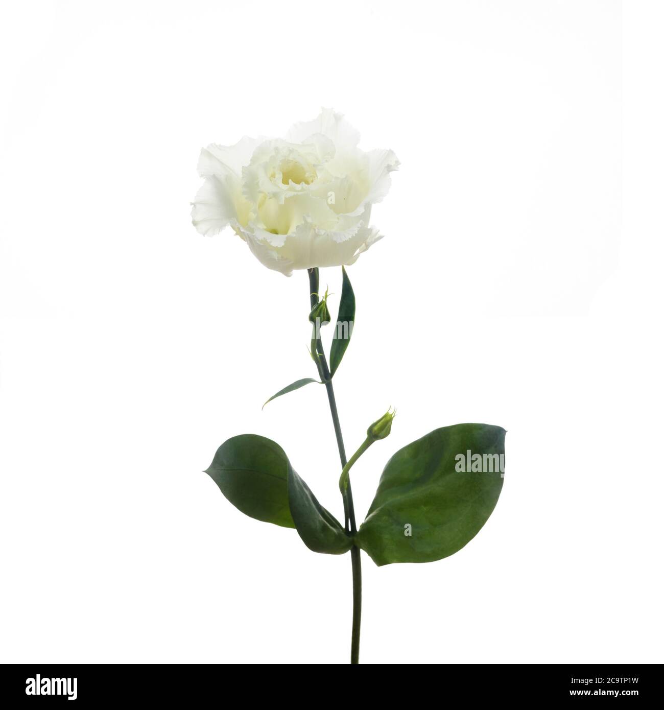 Beautiful white eustoma flowers isolated on white background. Spring or ...