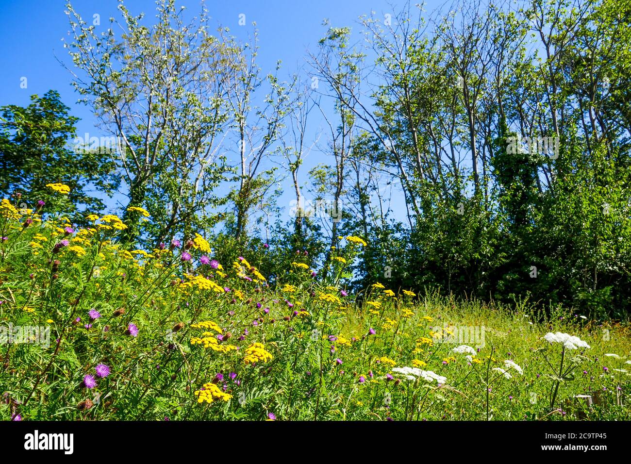 Grass and field flowers in a meadow, Hanging gardens, Sainte-Adresse ...