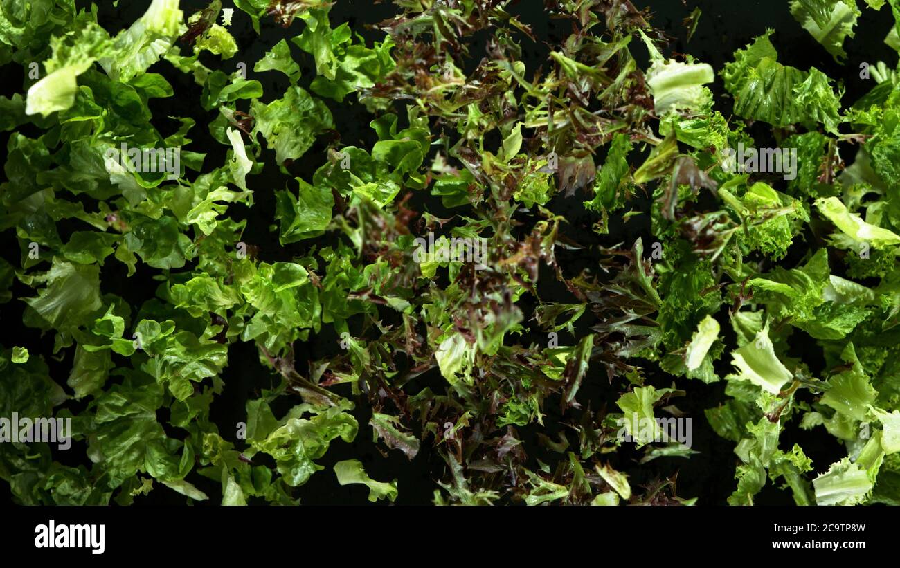 Freeze motion of flying fresh lettuce mix, isolated on black background ...