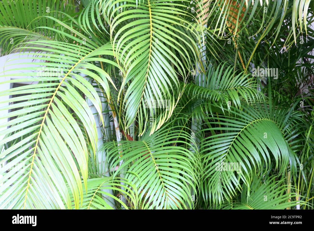 Mexican tree fern hi-res stock photography and images - Alamy