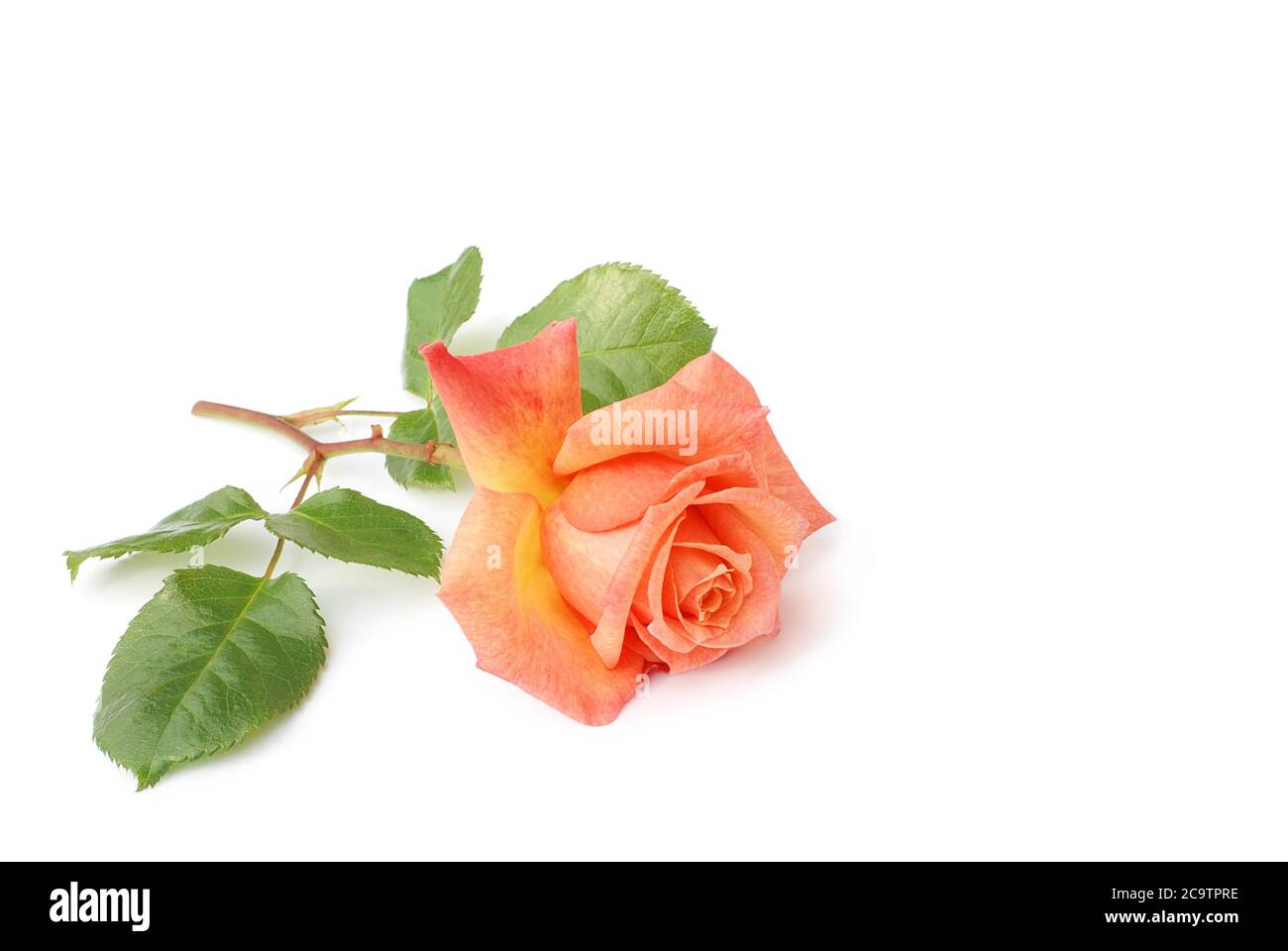 isolated pink rose lie on white background Stock Photo - Alamy