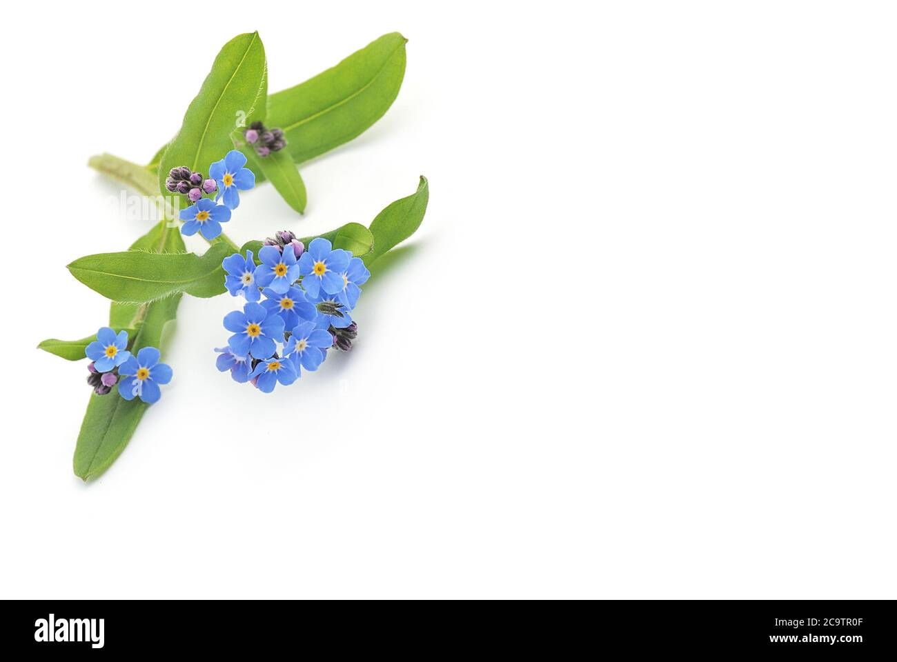isolated forget-me-not on white background Stock Photo - Alamy