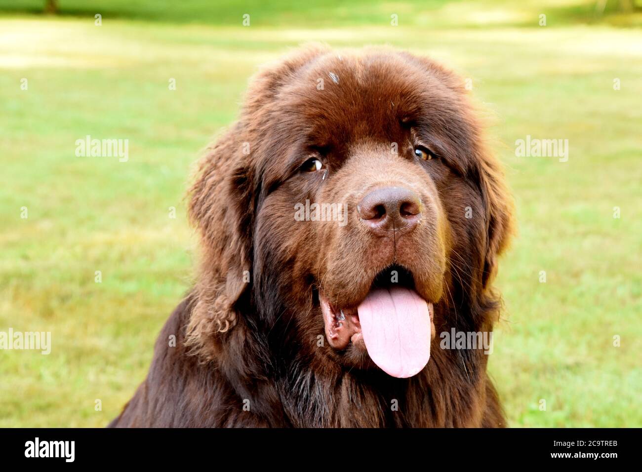 Adorable brown Newfoundland dog looking very cute Stock Photo - Alamy