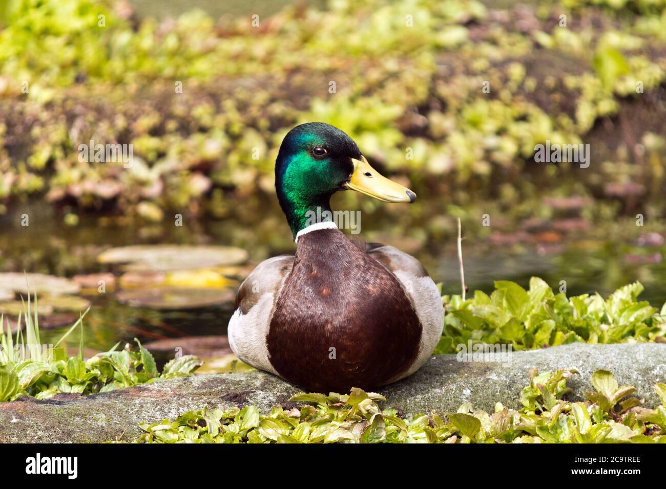 Mallard male colours hi-res stock photography and images - Alamy