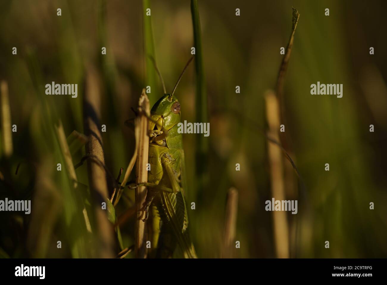 grass hopper grasshopper macro locust Stock Photo - Alamy